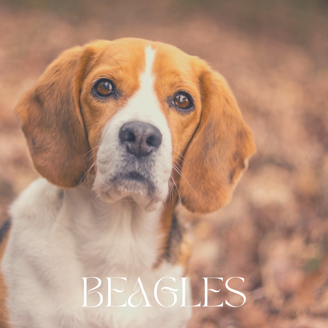 Mascots | Beagles – Mary + James Boutique